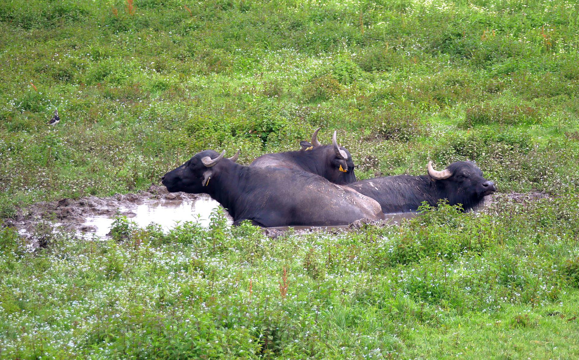 Tunnetko vesipuhvelin? - Nauta-lehti